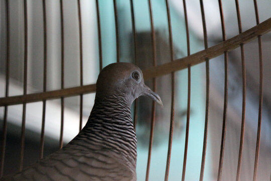 Kurokutok Bilder – Durchsuchen 1,578 Archivfotos, Vektorgrafiken und ...