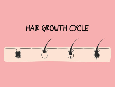 Hair Growth Cycle Images – Browse 1,863 Stock Photos, Vectors, and ...