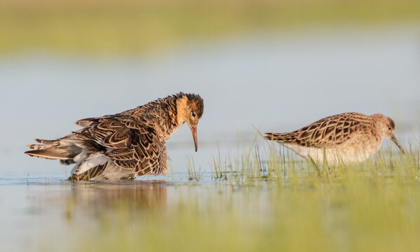 Brushane bilder – Bläddra bland 4,883 stockfoton, vektorer och videor ...