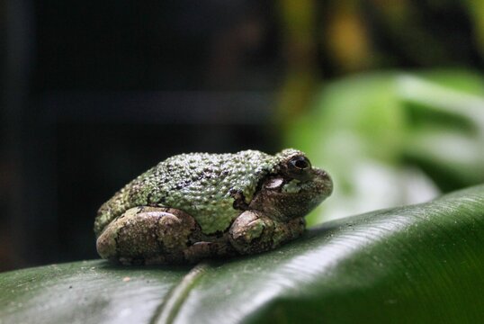 "Sapo Bilder – Durchsuchen 2,644 Archivfotos, Vektorgrafiken und Videos ...