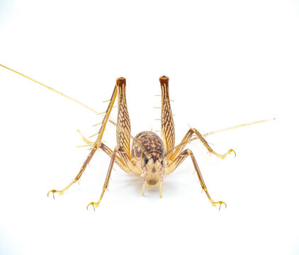 รูปภาพSprickets – เลือกดูภาพถ่ายสต็อก เวกเตอร์ และวิดีโอ175 | Adobe Stock