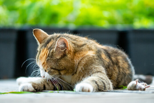 ร ปภาพkatz เล อกด ภาพถ ายสต อก เวกเตอร และว ด โอ1 782 Adobe Stock