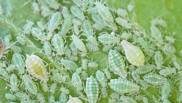 "Plant Lice" Images – Browse 30,624 Stock Photos, Vectors, and Video ...