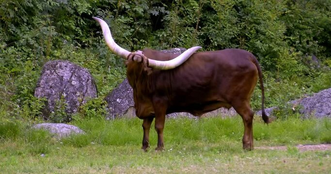 "Sanga Cattle" Images – Browse 270 Stock Photos, Vectors, and Video ...
