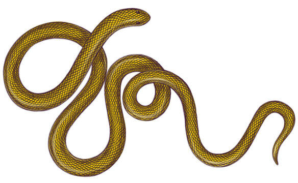 Coiled Snake Drawing Images – Browse 4,072 Stock Photos, Vectors, and ...