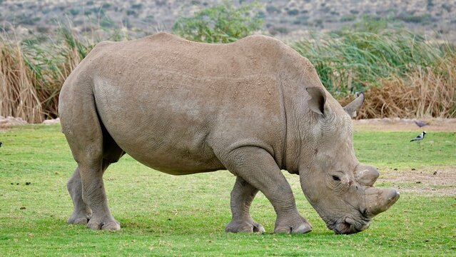 Rhinozeros bilder – Bläddra bland 645 stockfoton, vektorer och videor ...