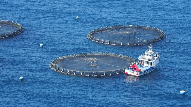Fish Farm"」の写真素材 | 50,712件の無料イラスト画像 | Adobe Stock