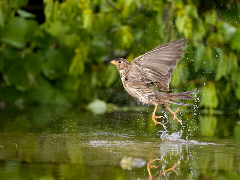 Calandra Images – Browse 1,369 Stock Photos, Vectors, and Video | Adobe ...