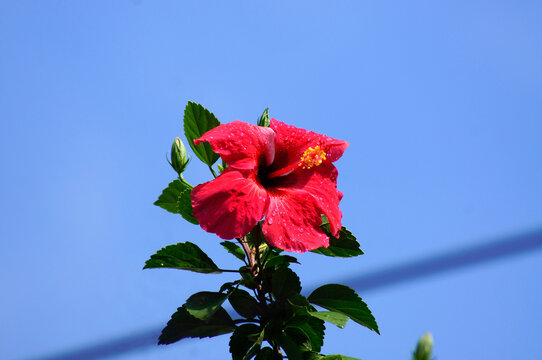 Chembarathi Images – Browse 35 Stock Photos, Vectors, and Video | Adobe ...