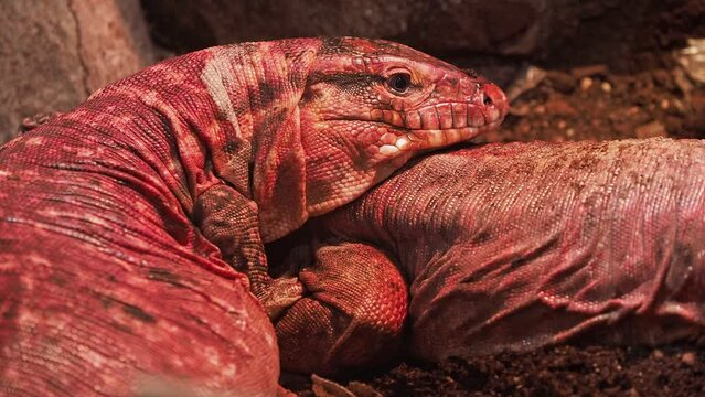 "Tegu Lizard" Images – Browse 339 Stock Photos, Vectors, and Video ...