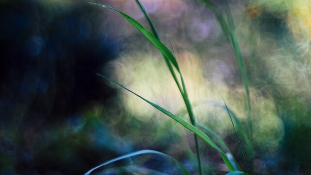 "Grashalm Images – Browse 12,194 Stock Photos, Vectors, and Video ...