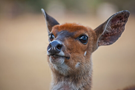 Baby Bushbuck