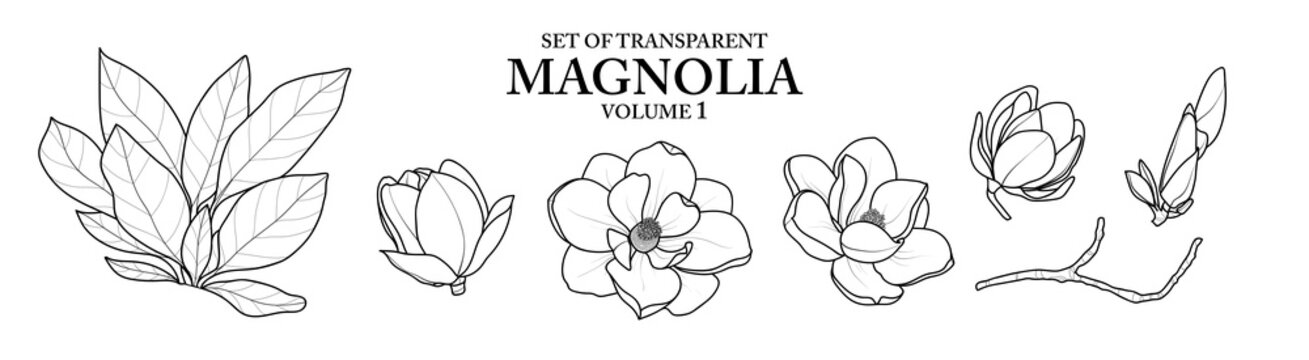 Magnolia Flower Drawing Outline