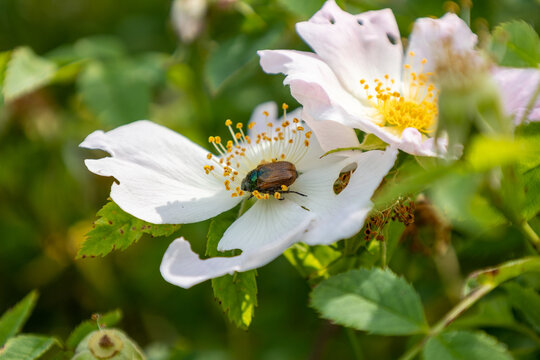 Hunderose 이미지 – 찾아보기 8 스톡 사진, 벡터 및 비디오 | Adobe Stock
