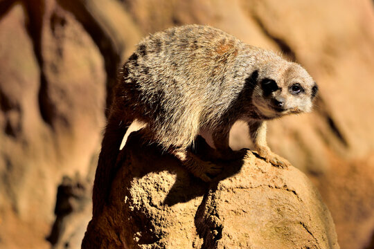 Imágenes de "Suricata Suricata": descubre bancos de fotos ...