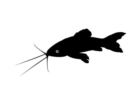 Armored Catfish Hassa