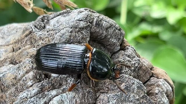 "Ground Beetle" Images – Browse 3,073 Stock Photos, Vectors, and Video ...