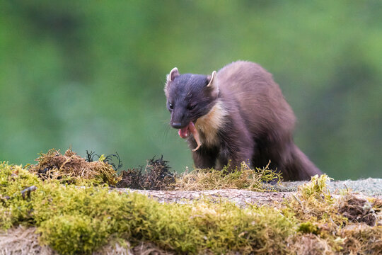 "Carnivorous Animal" bilder – Bläddra bland 937,562 stockfoton ...