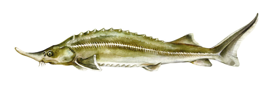 Acipenseridae Bilder – Durchsuchen 31,302 Archivfotos, Vektorgrafiken ...