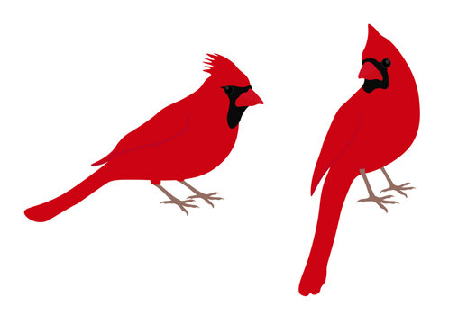 Cardinal Bird Vector