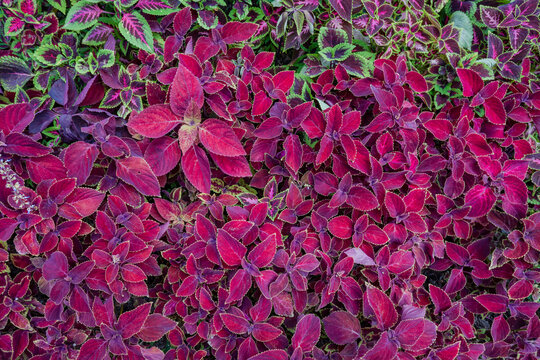 "Red Leaf" Images – Browse 6,063 Stock Photos, Vectors, and Video ...