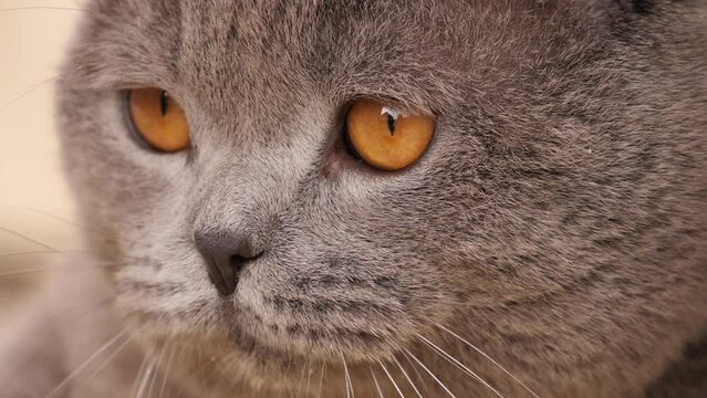 รูปภาพ"Scotish – เลือกดูภาพถ่ายสต็อก เวกเตอร์ และวิดีโอ4,167 | Adobe Stock