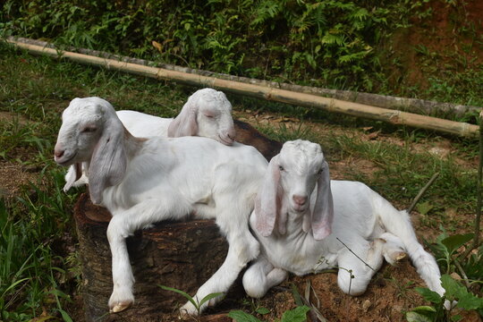 Original Jamunapari Goat