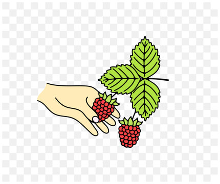 Tayberries Images – Browse 509 Stock Photos, Vectors, and Video | Adobe ...