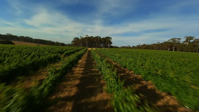 "Grape Farm" Images – Browse 1,719 Stock Photos, Vectors, and Video ...
