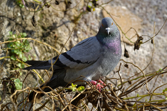 "Pigeon Ramier" Immagini - Sfoglia 260 foto, vettoriali e video Stock ...