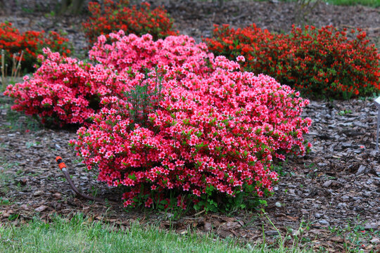 Azalie bilder – Bläddra bland 145 stockfoton, vektorer och videor ...