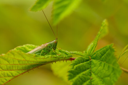 Blattoptera Bilder – Durchsuchen 111 Archivfotos, Vektorgrafiken und ...