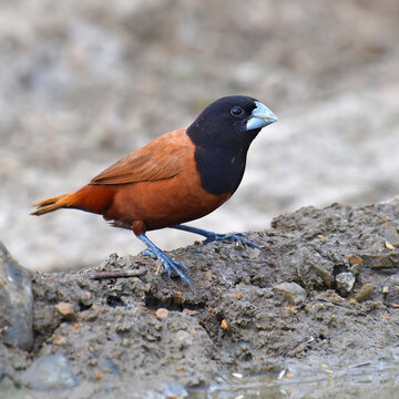 "Chestnut Munia" Images – Browse 368 Stock Photos, Vectors, and Video ...