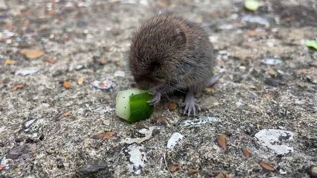 "Field Vole" - Images et vidéos libres de droits | Adobe Stock