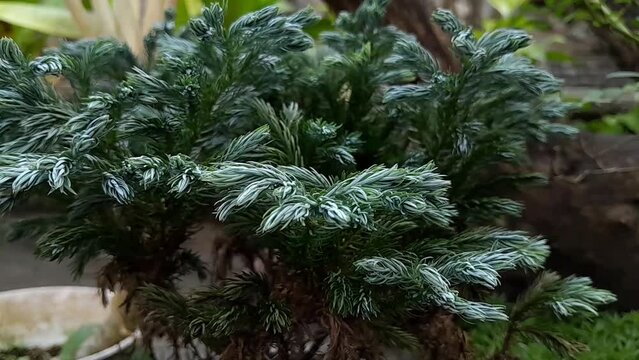 Creeping Cedar