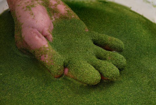 รูปภาพWolffia – เลือกดูภาพถ่ายสต็อก เวกเตอร์ และวิดีโอ266 | Adobe Stock