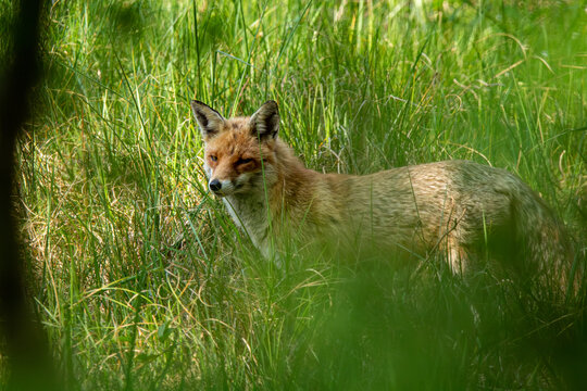 รูปภาพ"Fuchs – เลือกดูภาพถ่ายสต็อก เวกเตอร์ และวิดีโอ18,937 | Adobe Stock