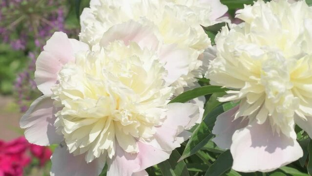 Piony Bilder – Durchsuchen 459 Archivfotos, Vektorgrafiken und Videos ...