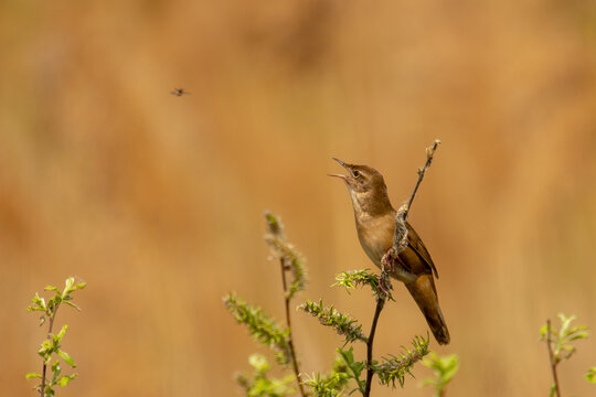 "Savi's Warbler" Imagens – Procure 285 fotos, vetores e vídeos | Adobe ...