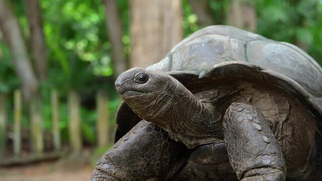 "Land Turtles" Images – Browse 183 Stock Photos, Vectors, and Video ...
