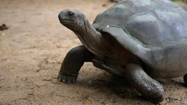 "Land Turtles" Images – Browse 197 Stock Photos, Vectors, and Video ...