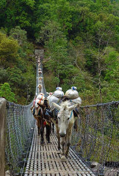 Eselsbrücke Bilder – Durchsuchen 699 Archivfotos, Vektorgrafiken und ...