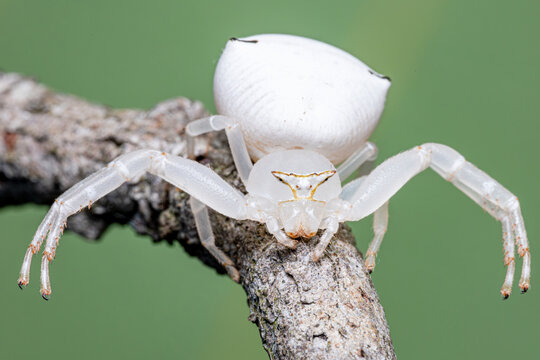 White Spider
