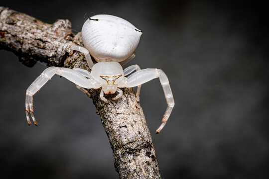 White Spider