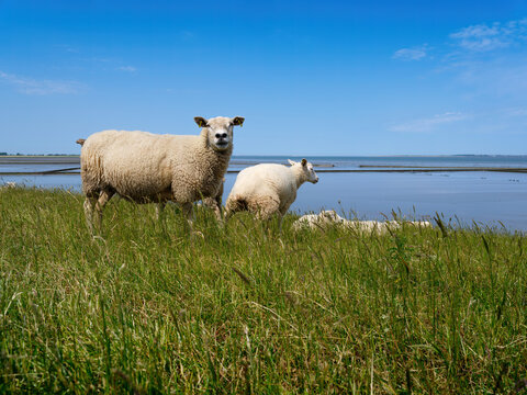 รูปภาพ"Schafe – เลือกดูภาพถ่ายสต็อก เวกเตอร์ และวิดีโอ23,048 | Adobe Stock