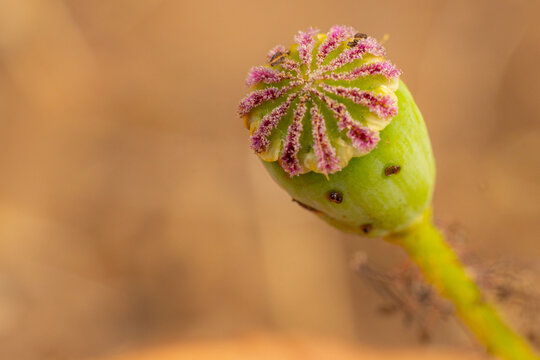 "Poppy Head" Bilder – Durchsuchen 1,825 Archivfotos, Vektorgrafiken und ...