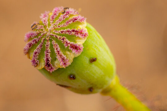 "Poppy Head" Bilder – Durchsuchen 1,825 Archivfotos, Vektorgrafiken und ...