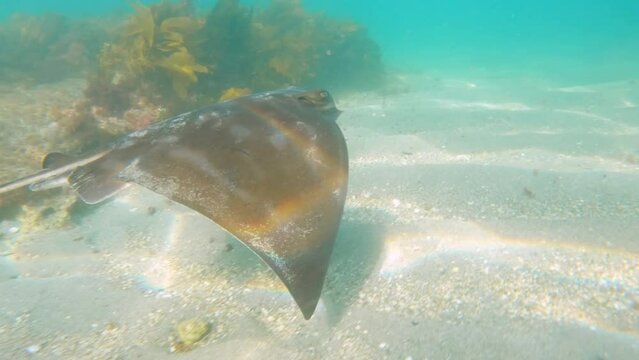 Sting-Ray Bilder – Durchsuchen 33,091 Archivfotos, Vektorgrafiken und ...