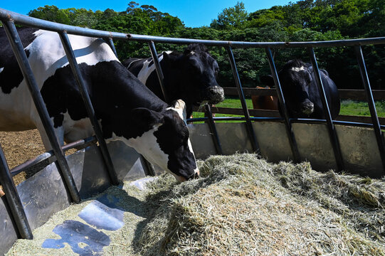"Cows Staring" Images – Browse 32 Stock Photos, Vectors, and Video ...