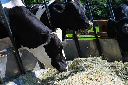 "Cows Staring" Images – Browse 29 Stock Photos, Vectors, and Video ...